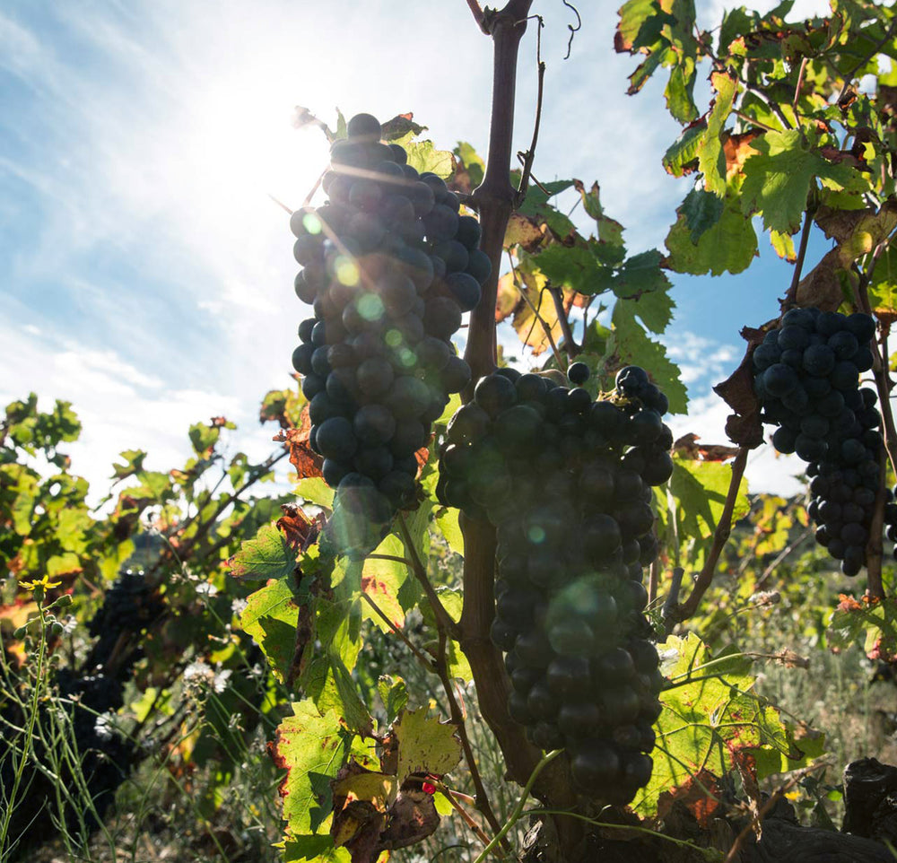 Grape Varieties | Conservation of Native Vines