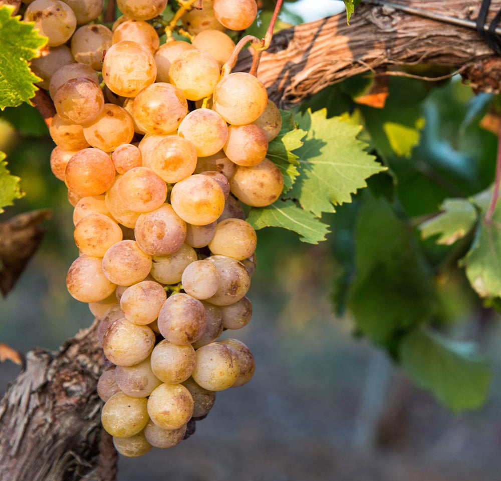 Grape Varieties | Conservation of Native Vines